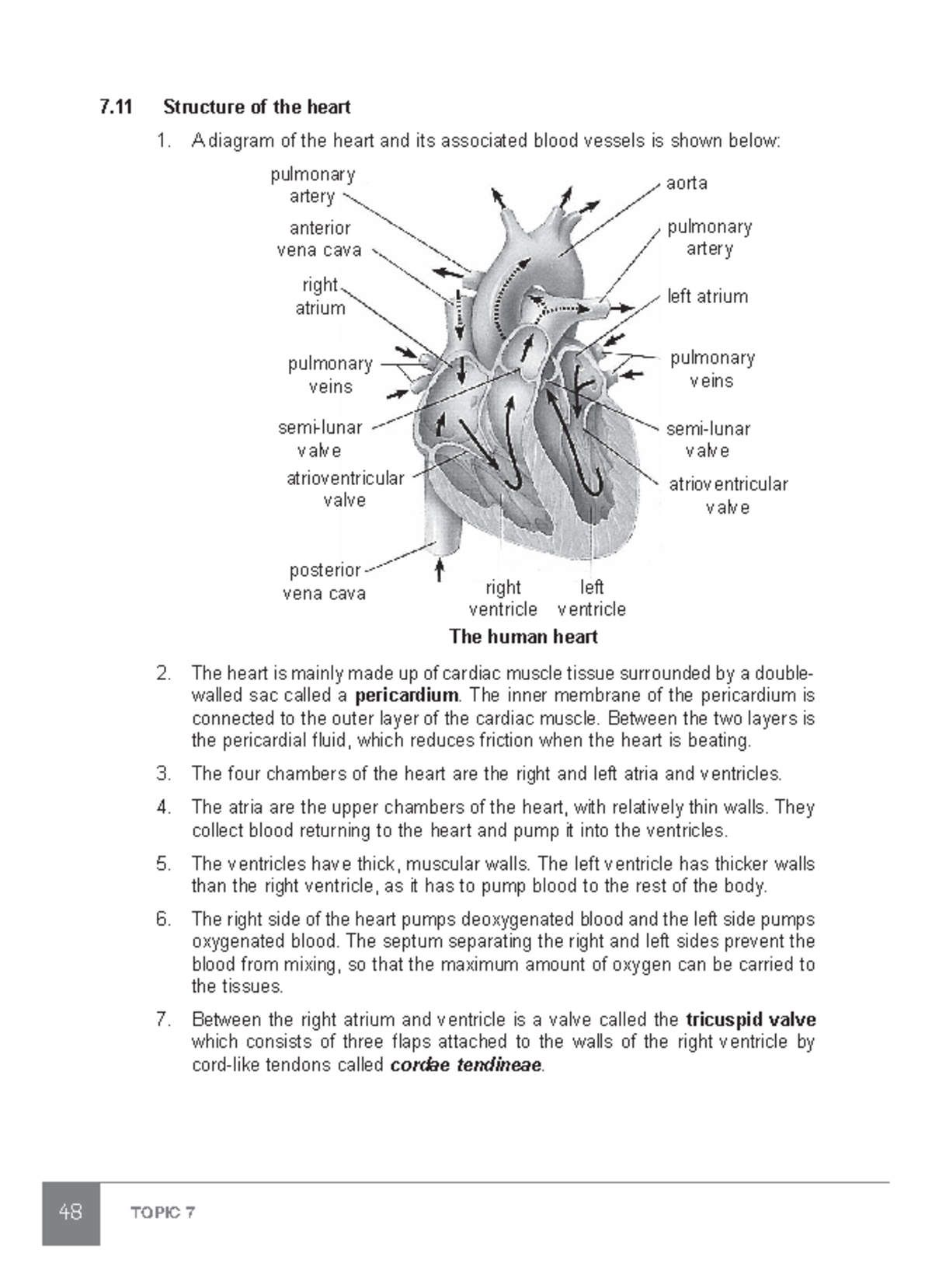 54 - hello - 48 TOPIC 7 7 Structure of the heart 1. A diagram of the ...