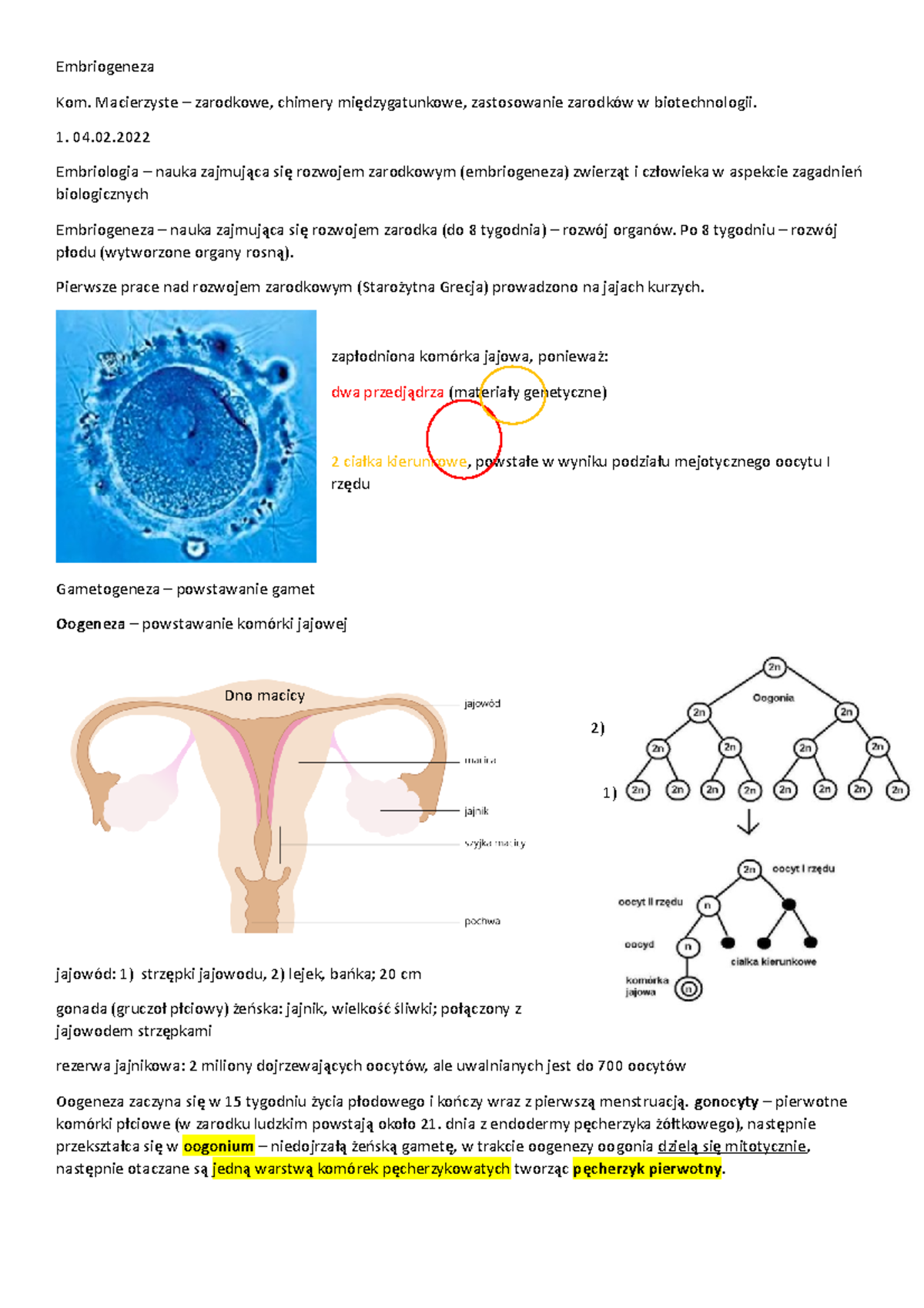 F1. Embriogeneza - Embriogeneza Kom. Macierzyste – zarodkowe, chimery ...
