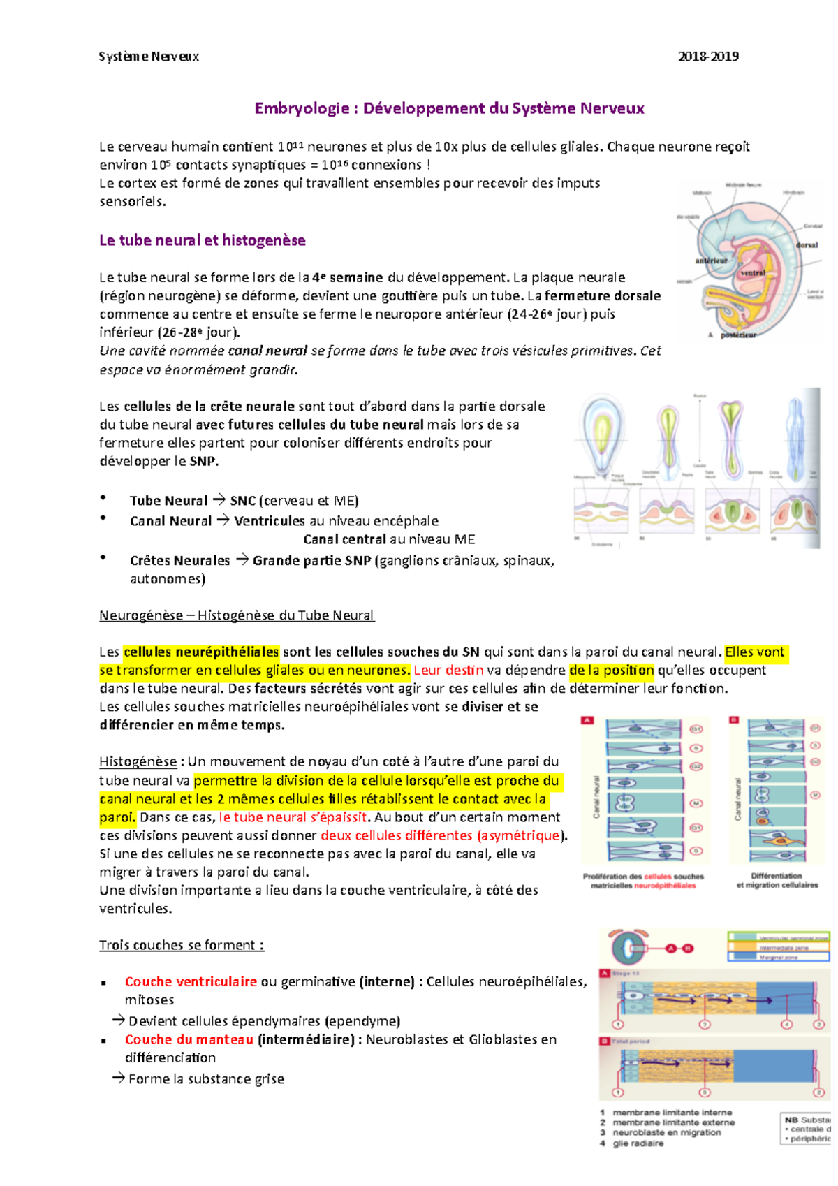 5. Embryologie système nerveux - Warning: TT: undefined function: 32 Embryologie : Développement ...