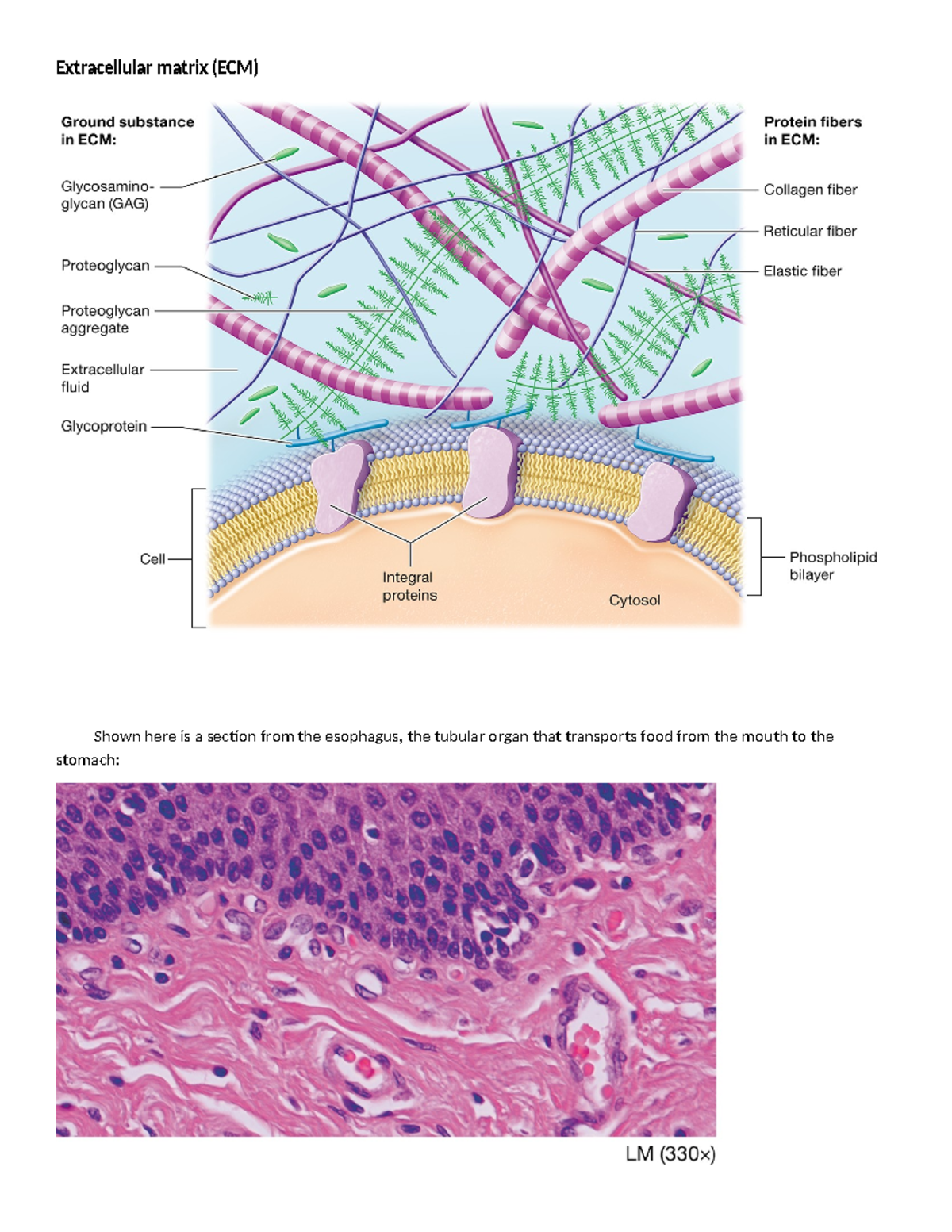 AP CH 4 - practice - Extracellular matrix (ECM) Shown here is a section ...