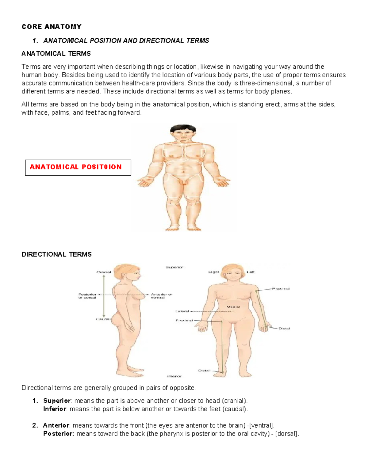 MCT- Chapter-2 - Zjsjsj - CORE ANATOMY 1. ANATOMICAL POSITION AND ...