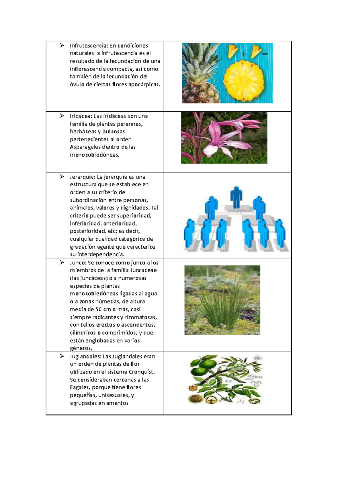 De i a S - botanica - Infrutescencia: En condiciones naturales la ...