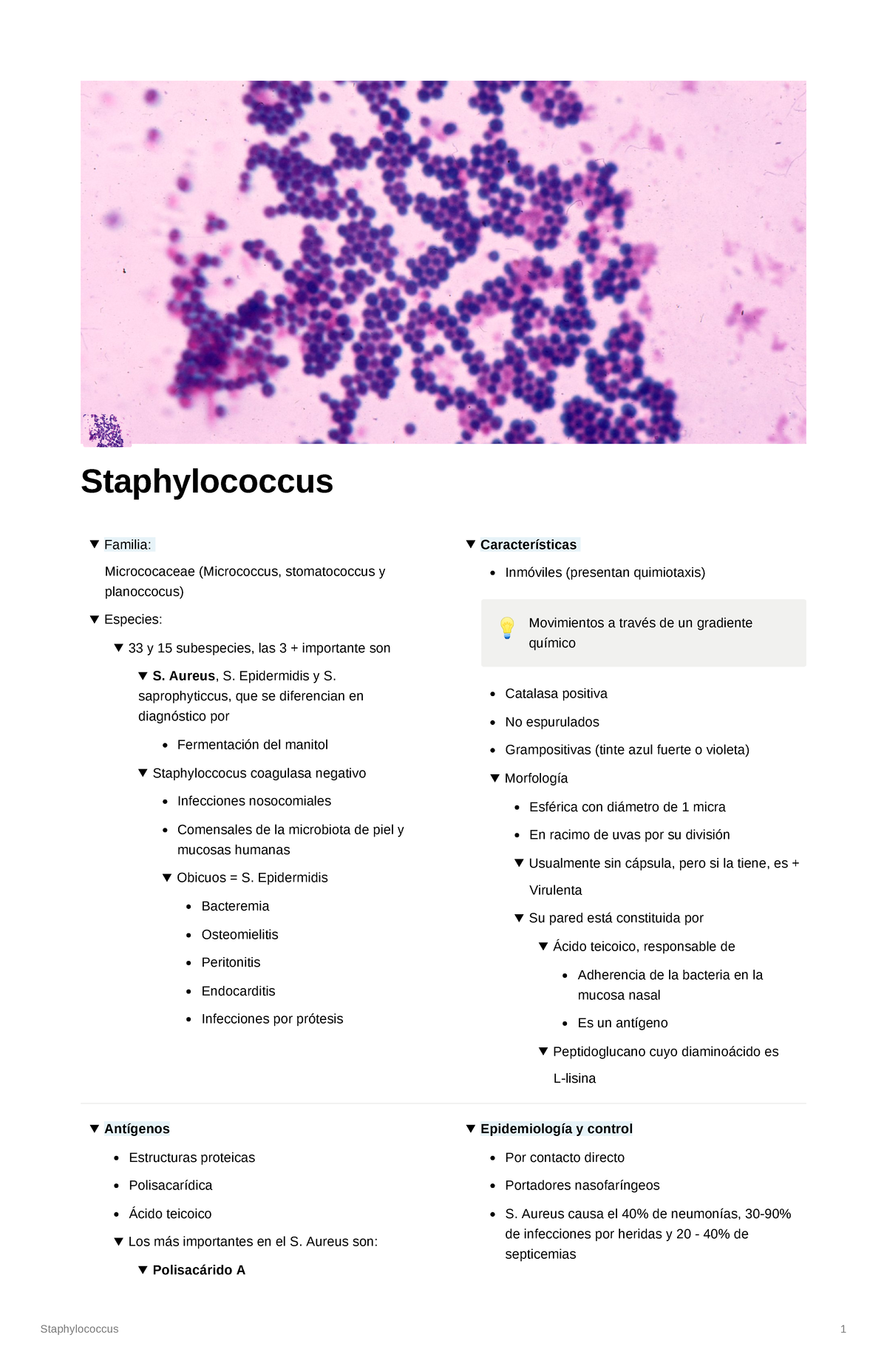 Staphylococcus - Staphylococcus Familia: Micrococaceae (Micrococcus ...