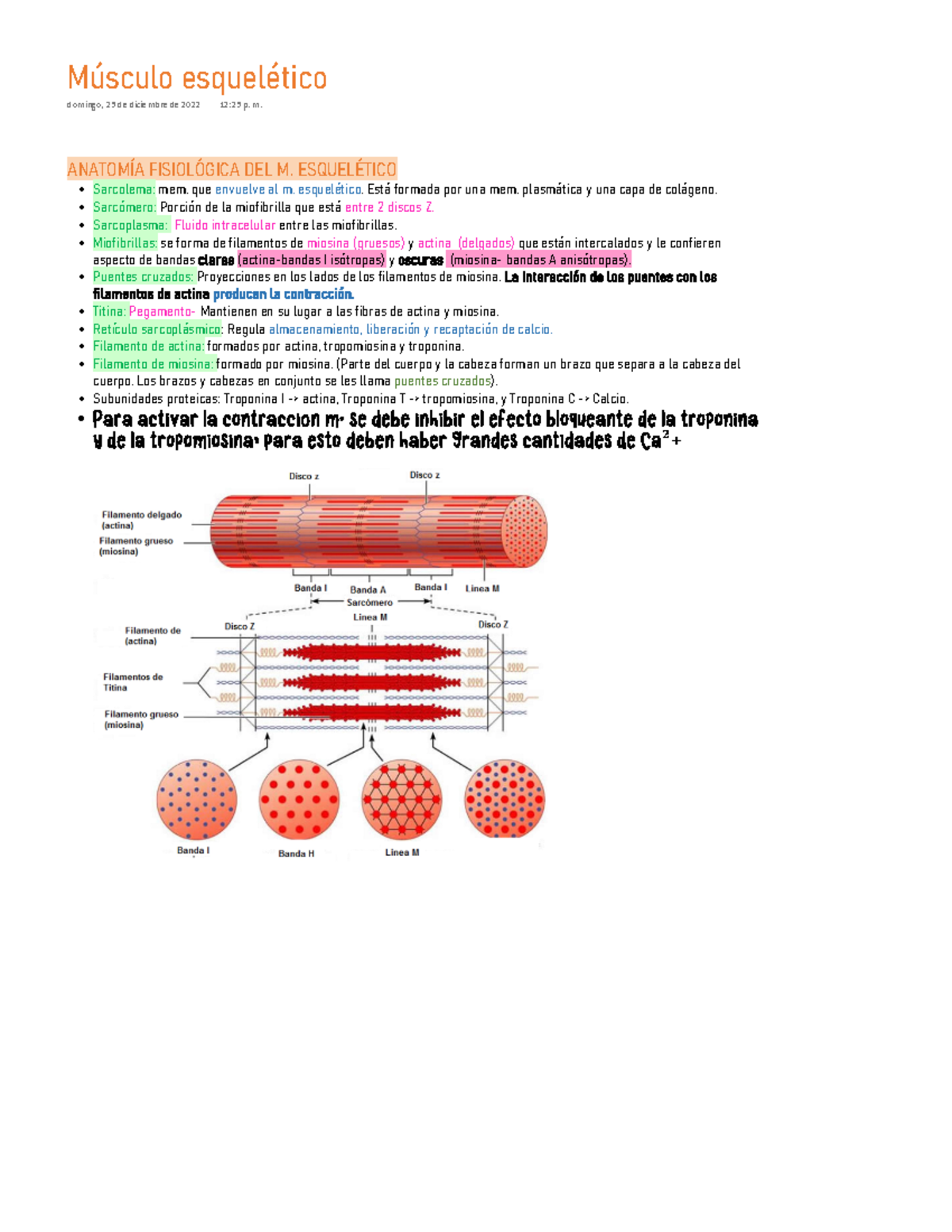 Músculo esquélético fisio - ANATOMÍA FISIOLÓGICA DEL M. ESQUELÉTICO ...