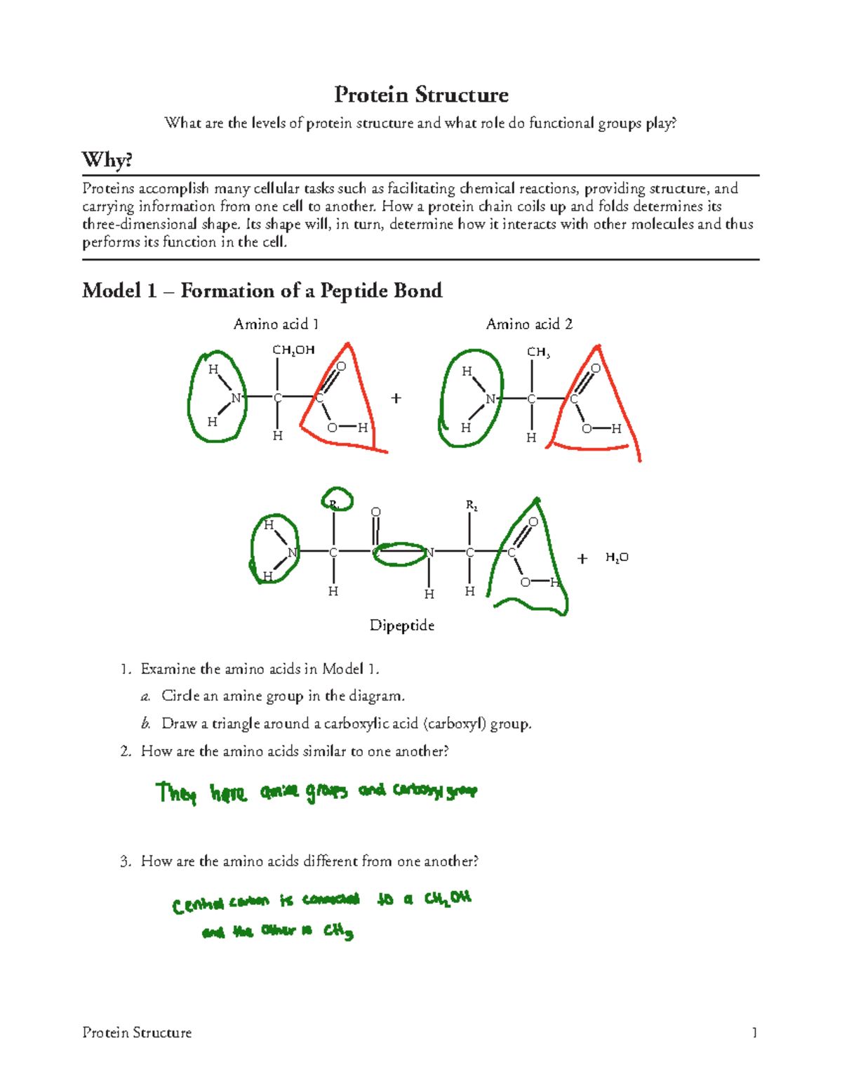 Protein Pogil - Kkk - Protein Structure 1 Protein Structure What are ...