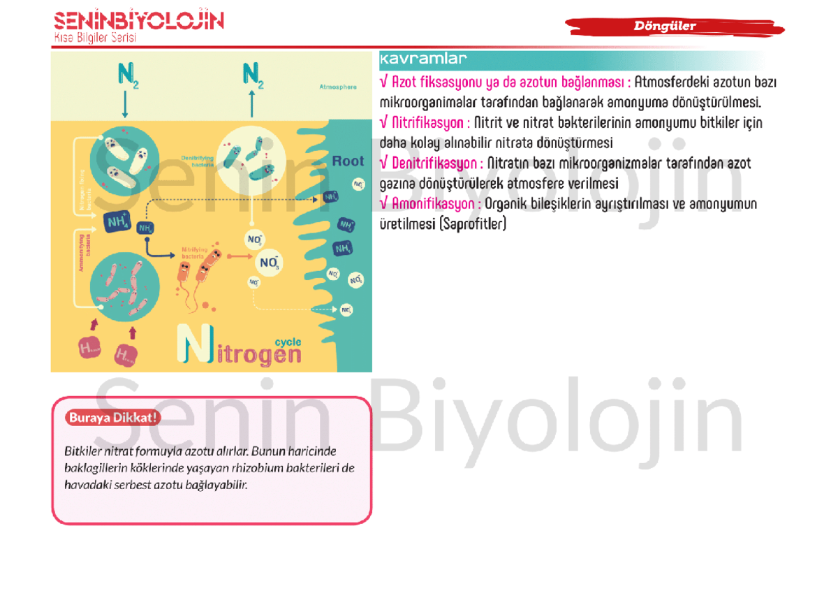 Azot , Karbon , Oksijen Döngüsü - Biology - Studocu