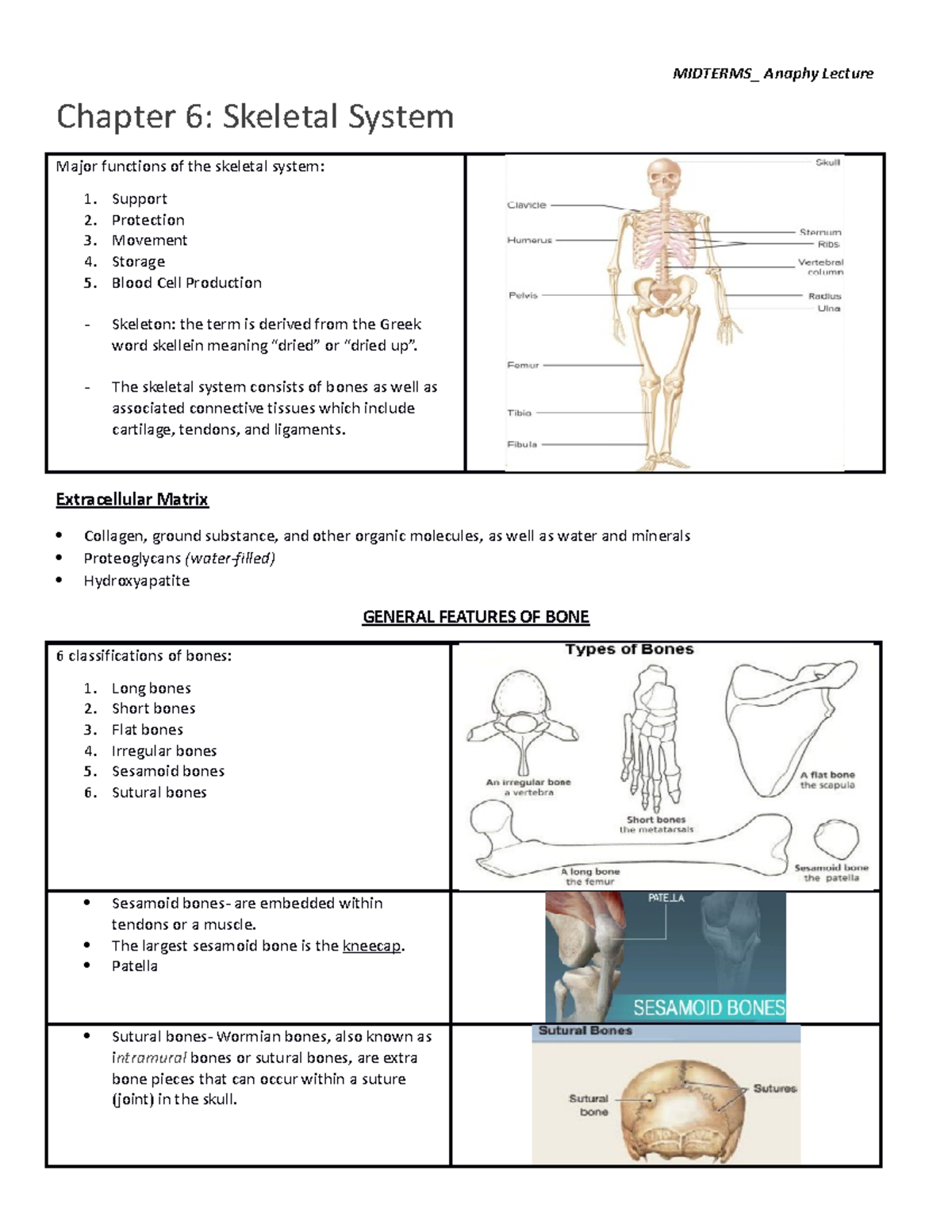 CHAP 6 Anaphy - ............. - Chapter 6: Skeletal System Major functions of the skeletal ...