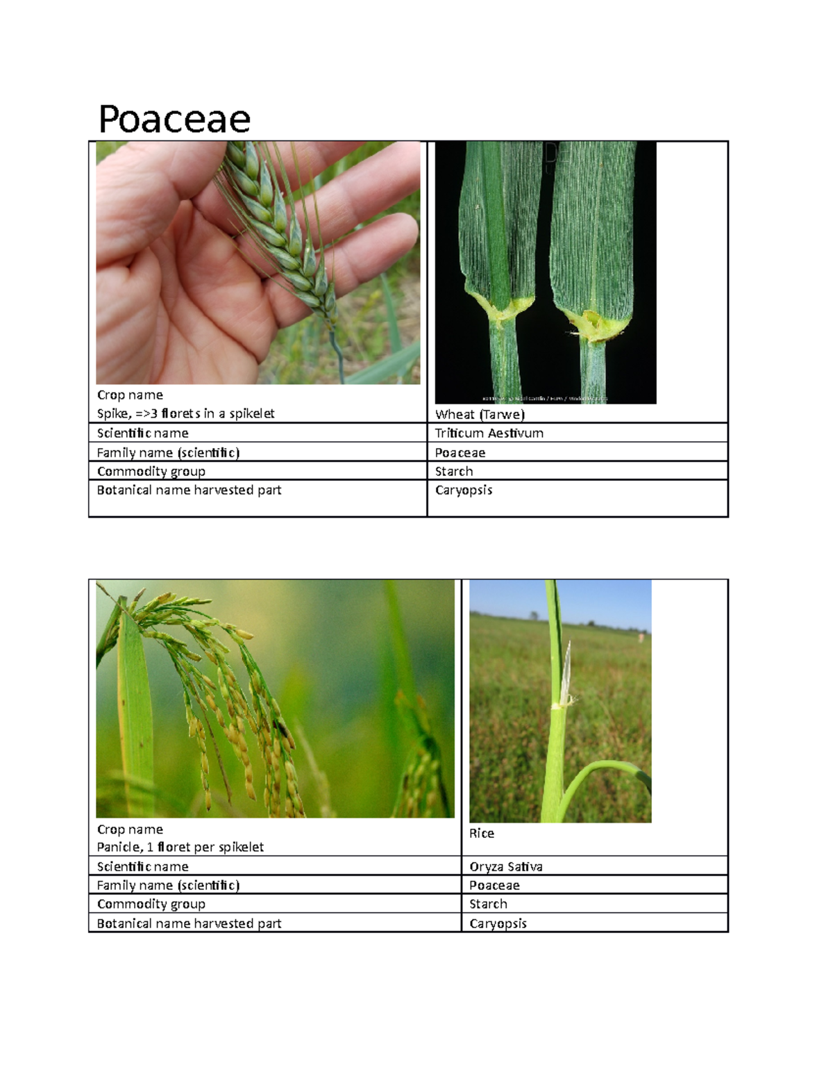 Crop list with pictures - Poaceae Crop name Spike, =>3 florets in a ...