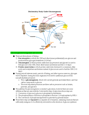 11. Biochemistry PPP - istry Gluconeogenesis - Biochemistry pentose ...