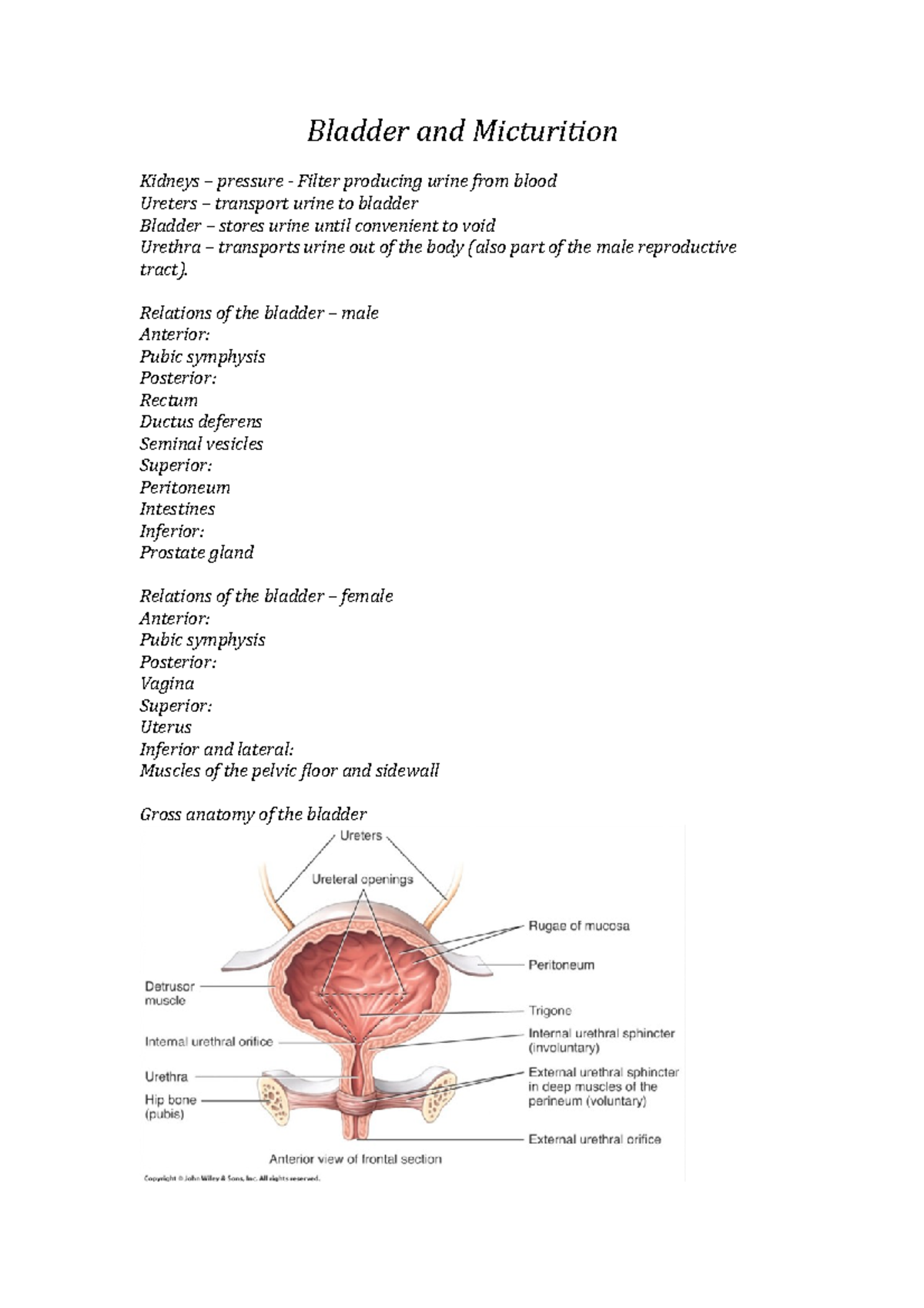 Bladder and Micturition - Bladder and Micturition Kidneys – pressure ...
