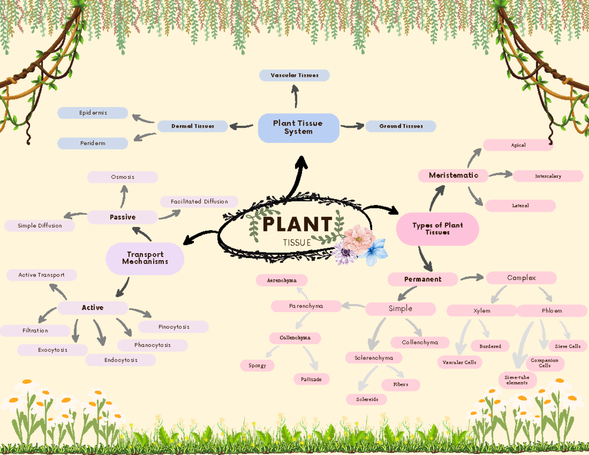 Bolano Plant Tissue MIND MAP - PLANT TISSUE Types of Plant Tissues Transport Mechanisms Dermal ...