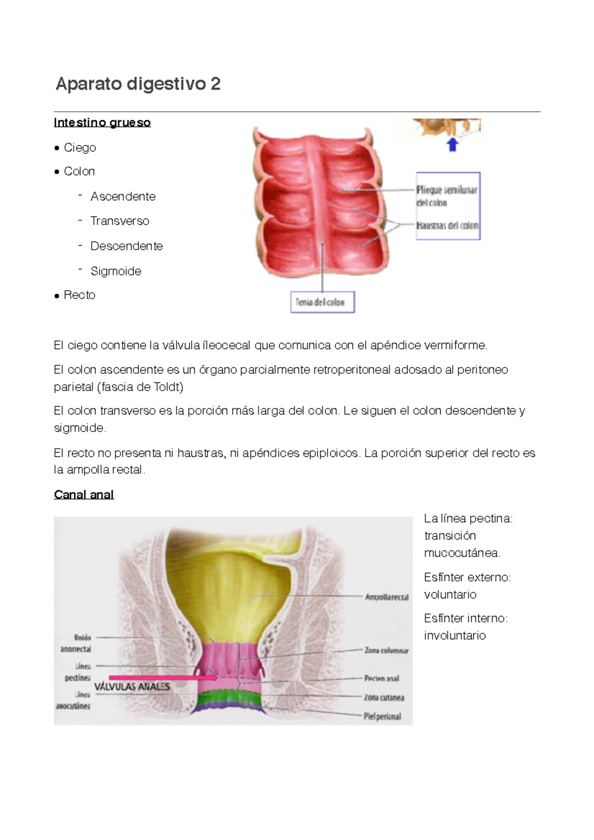 Apartao digestivo 2 - Aparato digestivo 2 Intestino grueso Ciego Colon ...