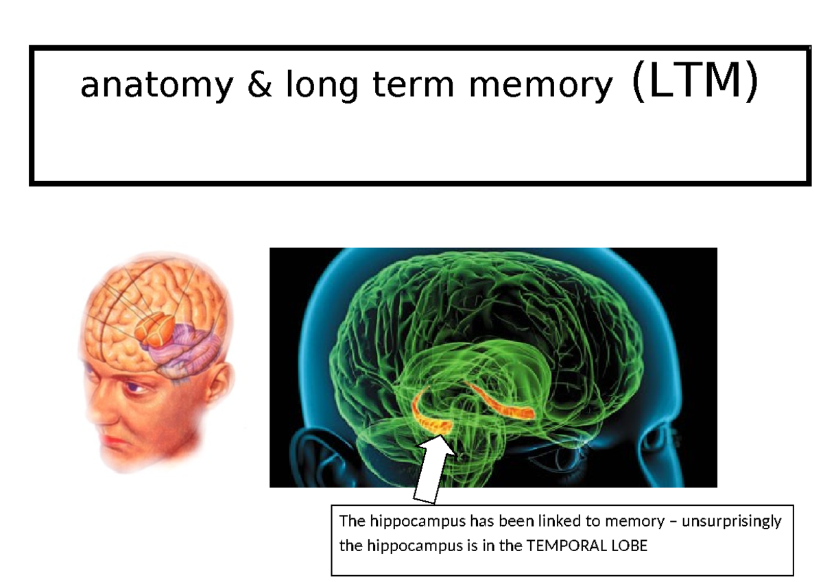 Memory Posters - anatomy & long term memory (LTM) The hippocampus has been linked to memory ...