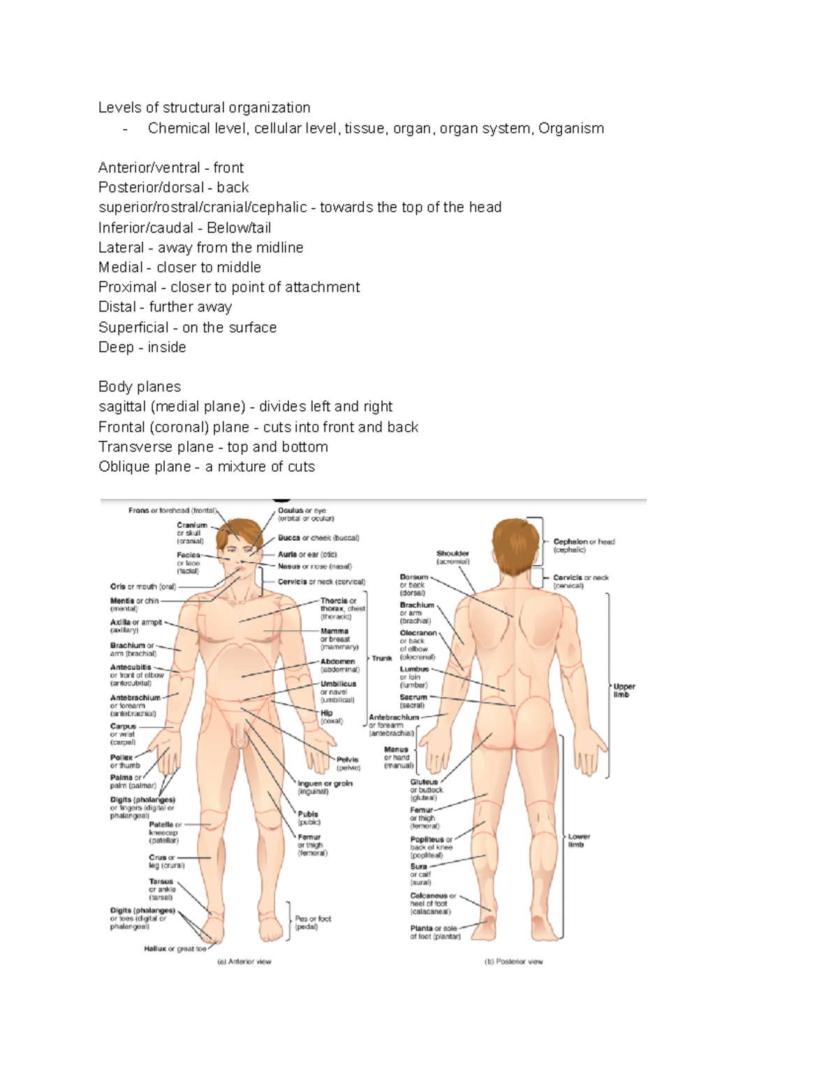 Lecture 1 introduction - Levels of structural organization - Chemical ...