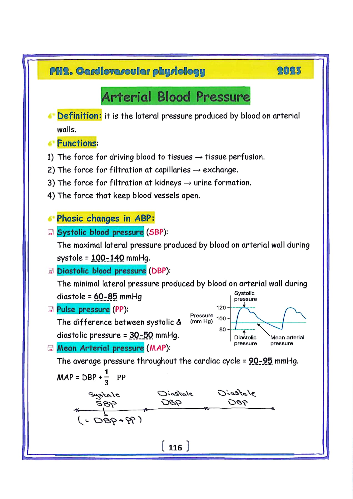 💥 Abdel- Hamid physio cvs 2 -2023 - physiology - Studocu