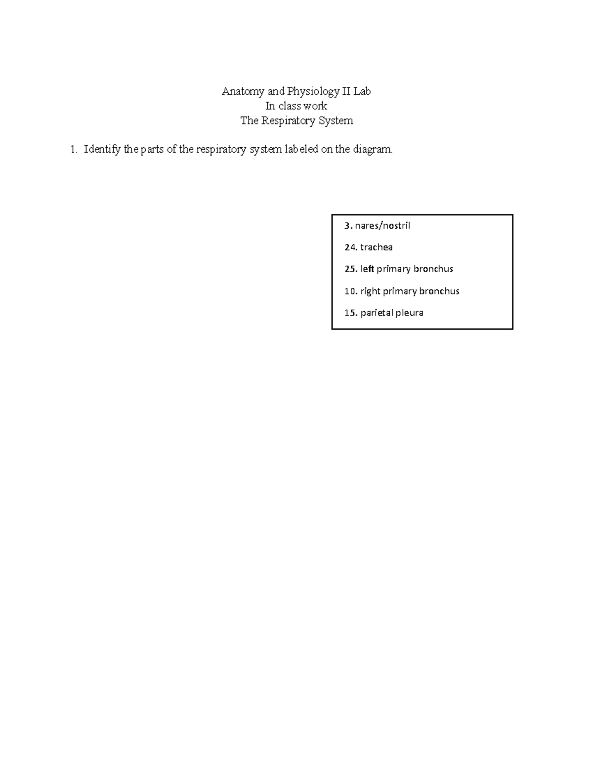 Aandp Ii Lab Respiratory Biol133001 Anatomy And Physiology Ii Lab In Class Work The