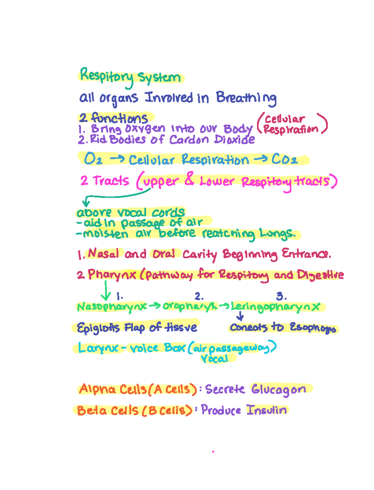 Respitory - notes - Respitory system all organs Involved in Breathing 2 ...