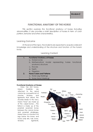 Module 7 Activity MANAGEMENT OF HORSES(Class, Types, Breeds and ...
