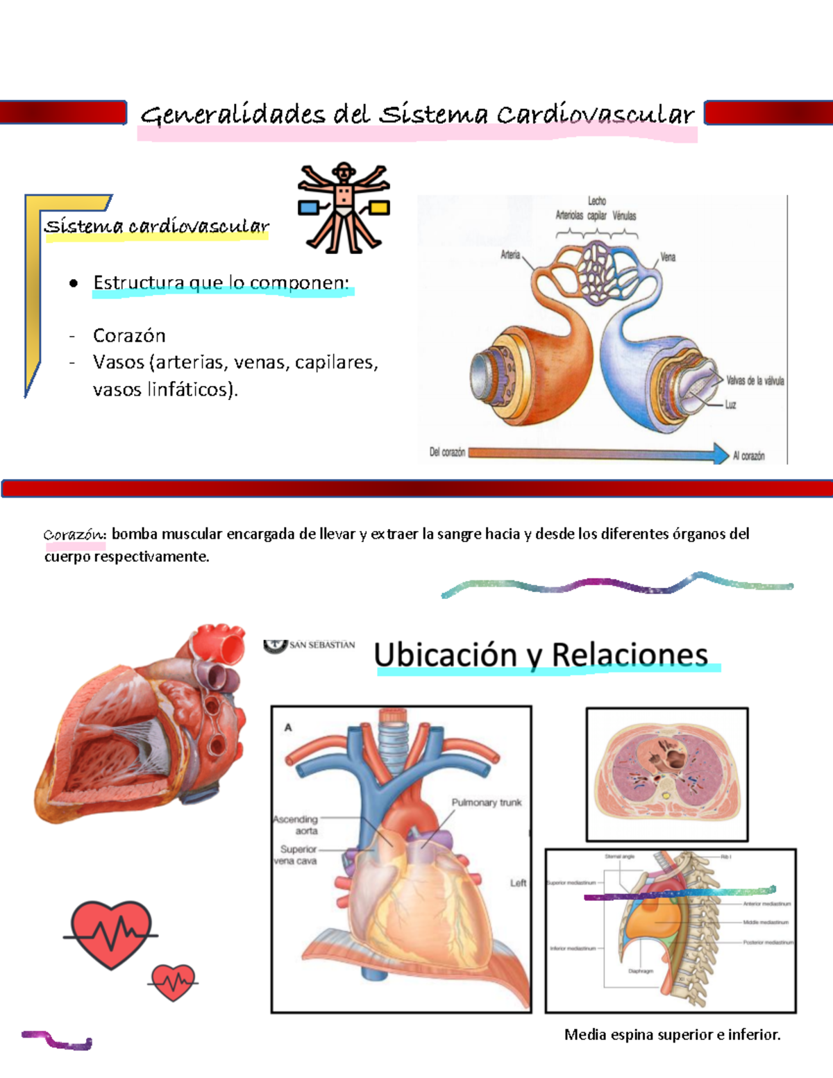 Generalidades del Sistema Cardiovascular - Warning: TT: undefined function: 32 Warning: TT ...
