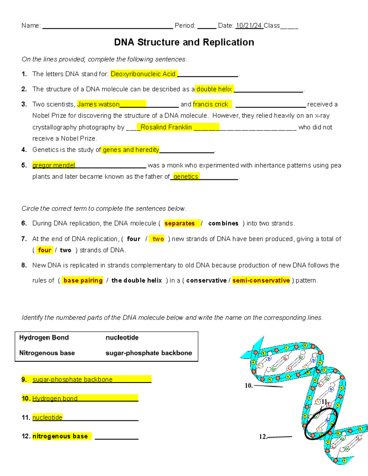 DNA Structure and Replication 102124 m - Name: Period: Date: 10/21/24 ...
