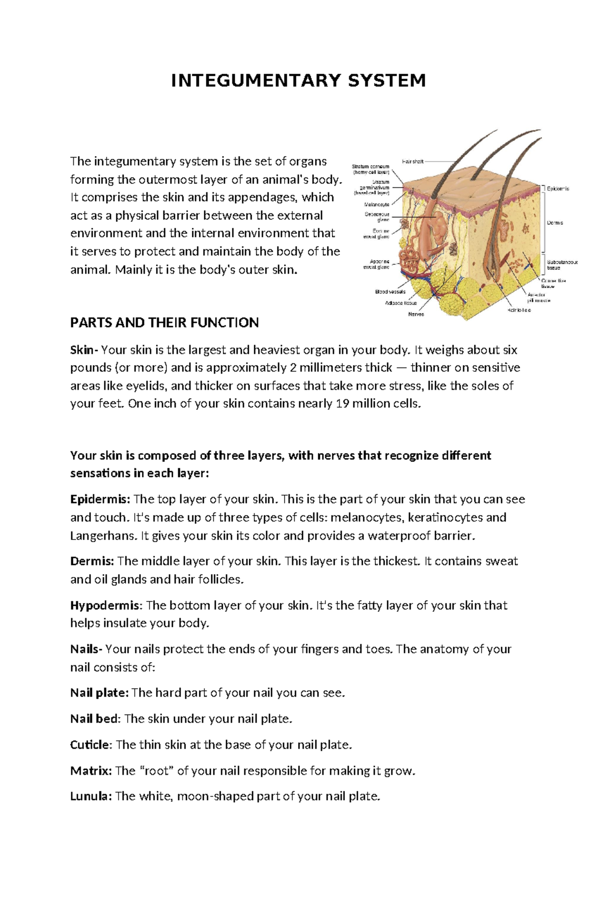 ABM11 - Lecture - INTEGUMENTARY SYSTEM The integumentary system is the ...