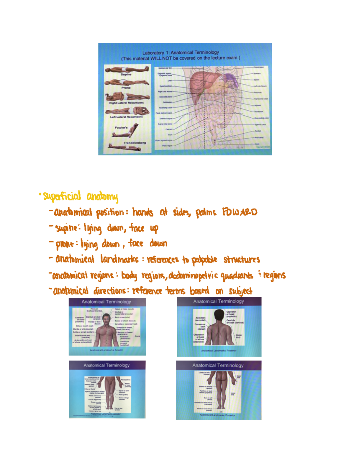 Lab 1 Language of Anatomy - Anatomical Terminology superficial ...