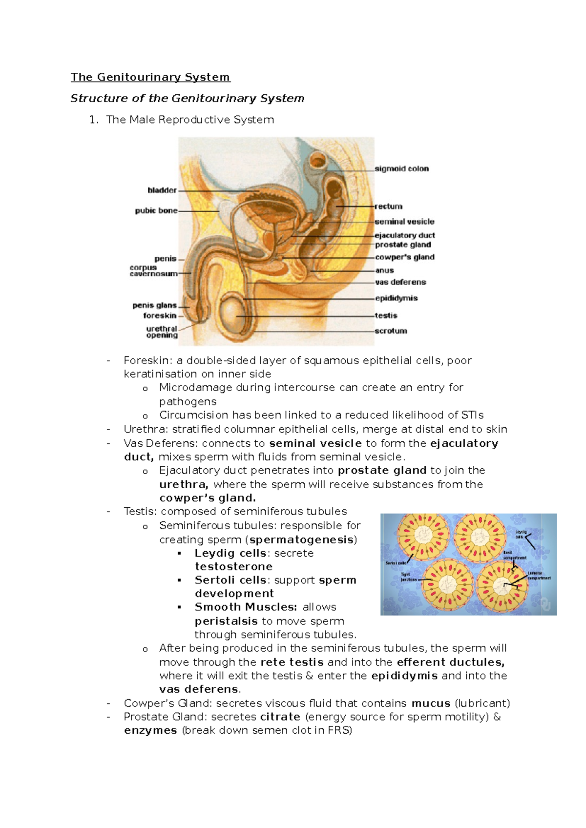The Genitourinary System - The Male Reproductive System - Foreskin: a ...