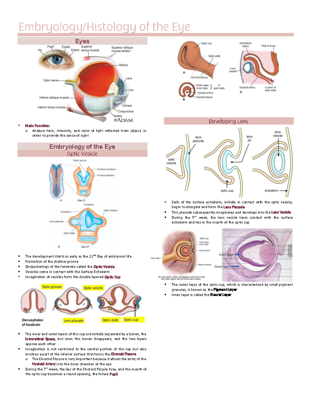 Histology of the Eye and its embryology - Eyes Main Function: o Analyze ...