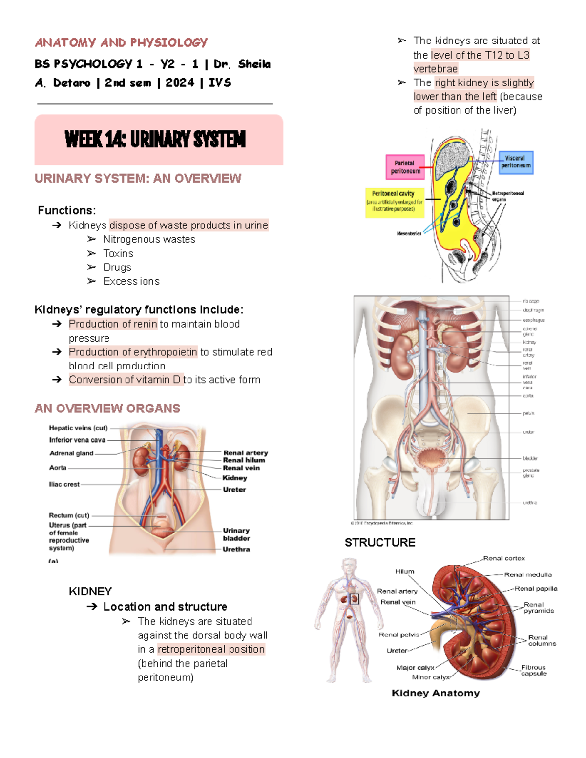 Urinary System - Finals - ANATOMY AND PHYSIOLOGY BS PSYCHOLOGY 1 - Y2 ...