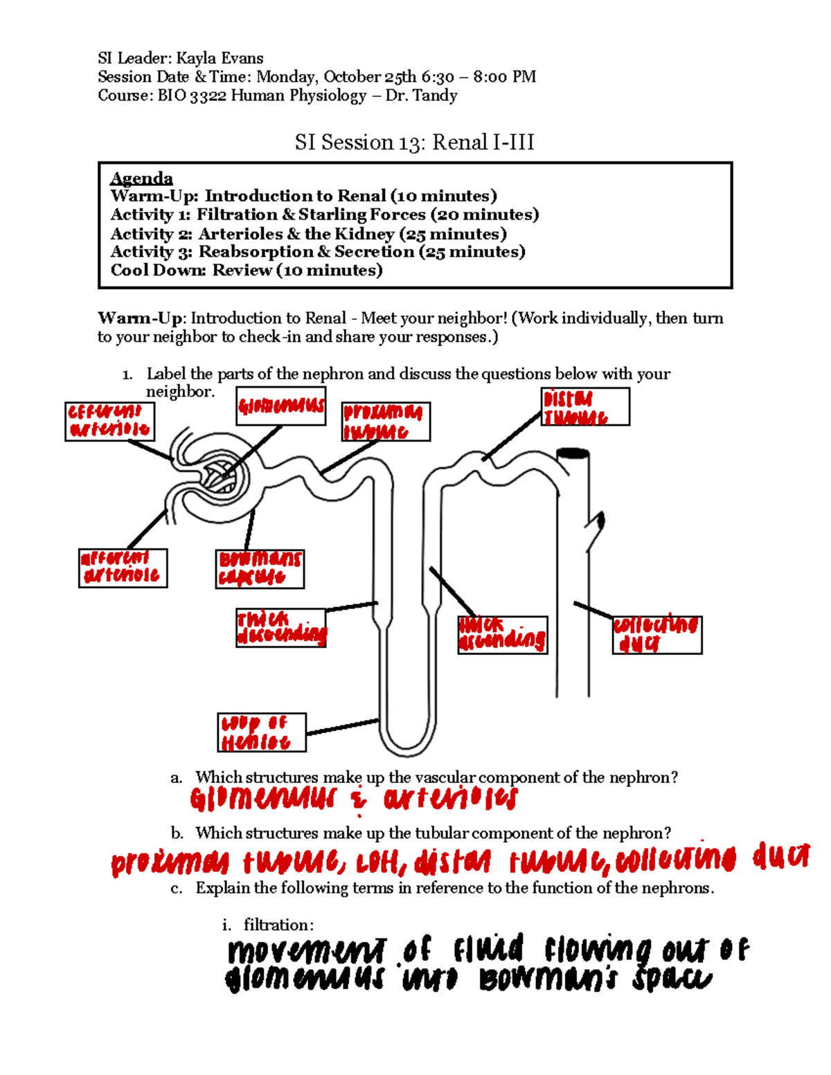 Human Physiology Renal SI 1 - BIO 3322 - Baylor University - Studocu