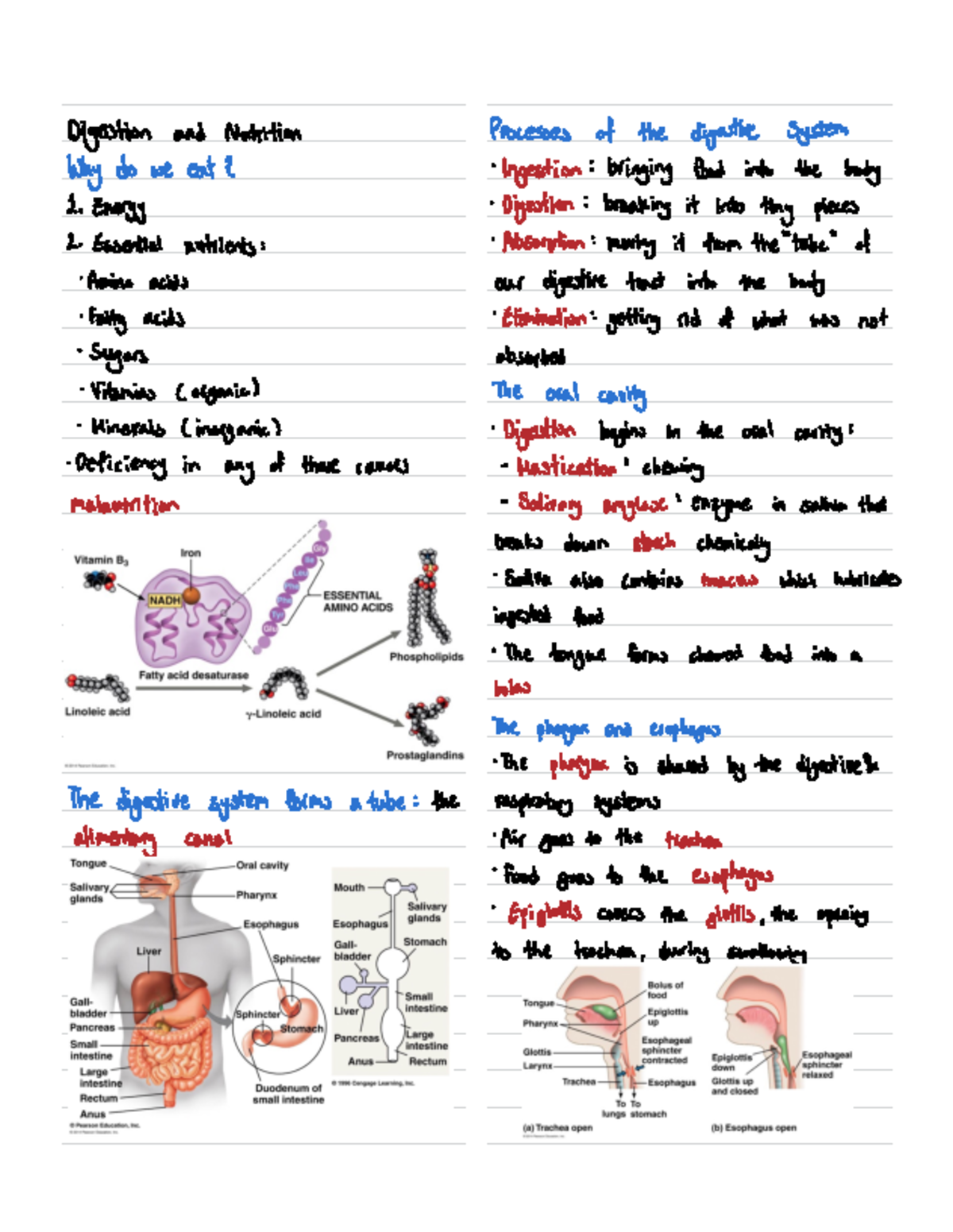 Module 4 - Digestion and Nutrition Processes of the digestive system ...