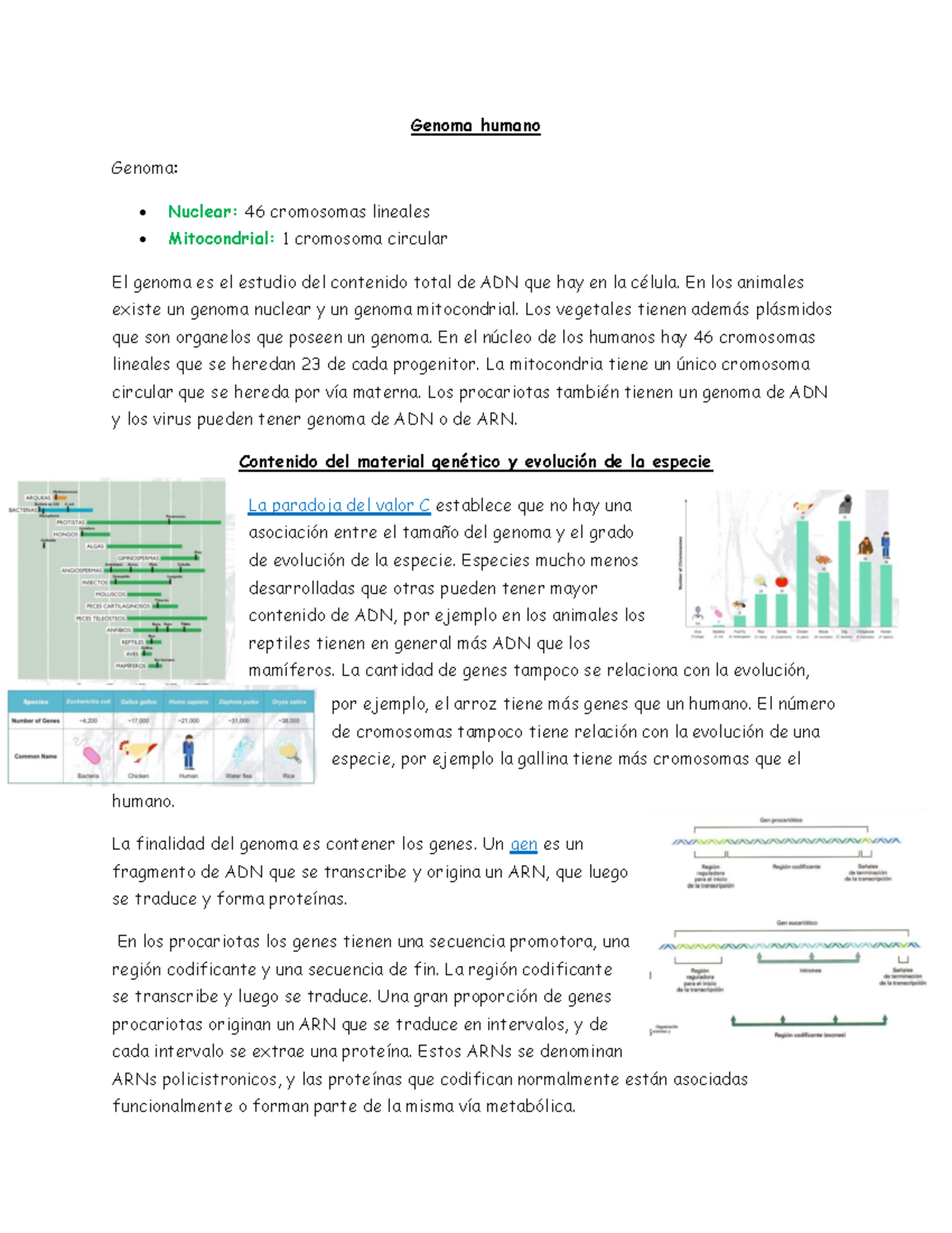 Resumen teorico 2 genetica - Genoma humano Genoma: Nuclear: 46 ...
