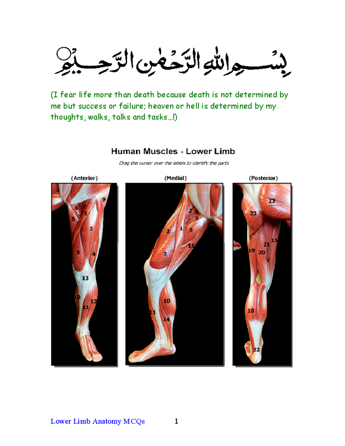 lower limb anatomy questions - (I fear life more than death because ...