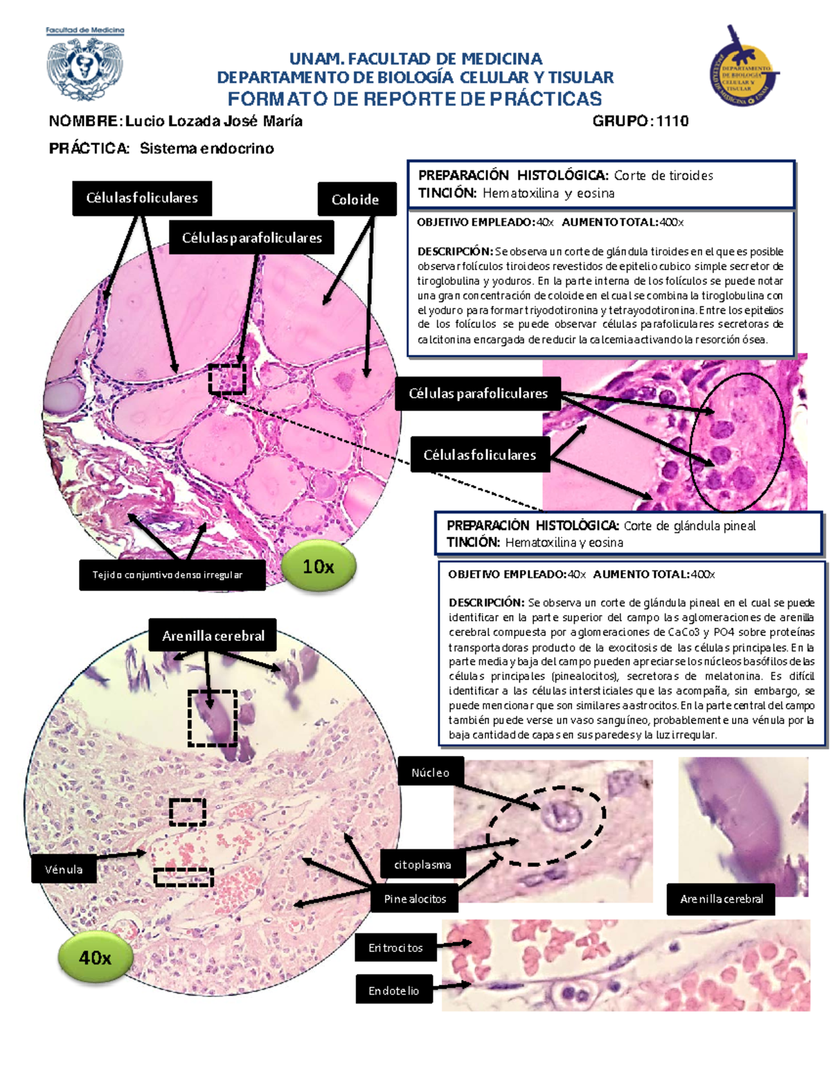 Cortes histológicos de órganos del sistema endócrino. - UNAM. FACULTAD ...