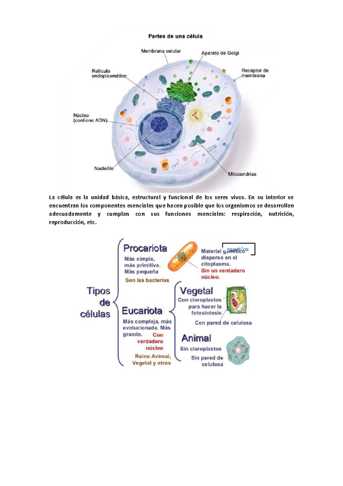 Celula - La célula es la unidad básica, estructural y funcional de los ...