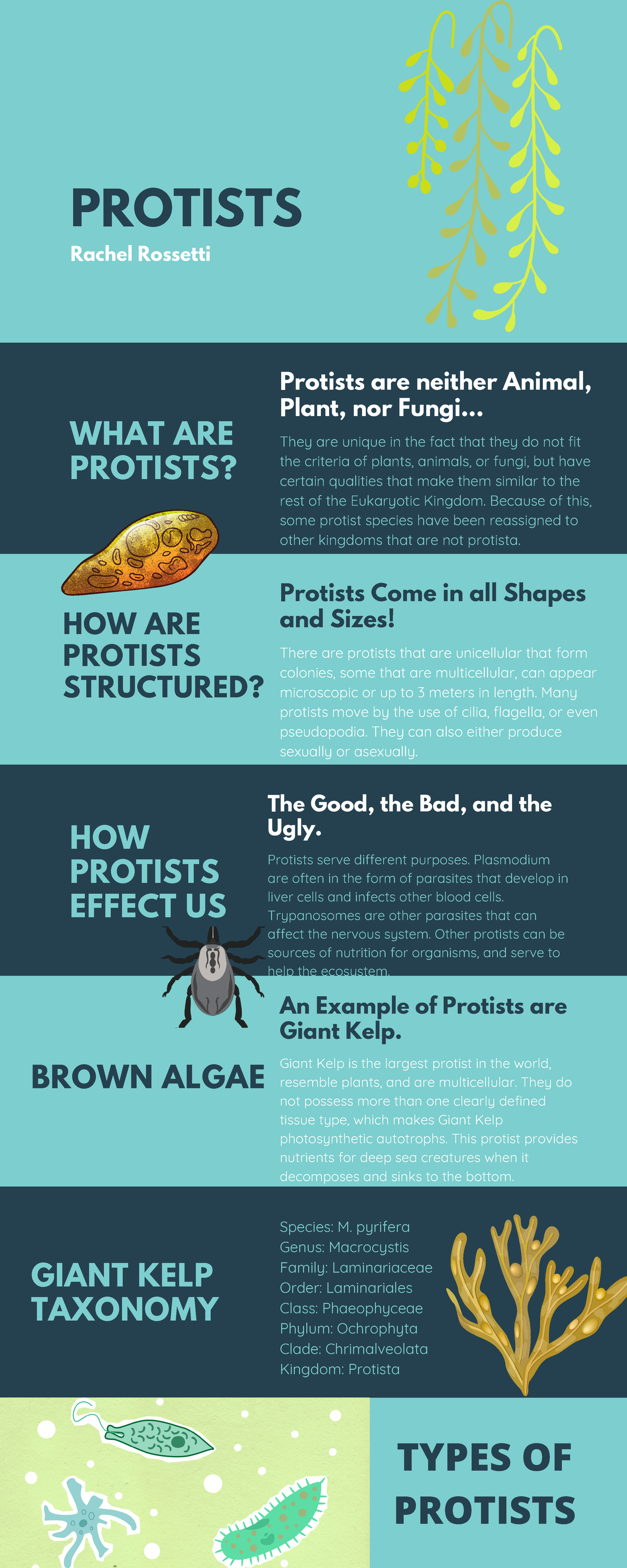 FA62203 F 9880 496D AE74 0BF7B5FD591F - Protists Come in all Shapes and ...