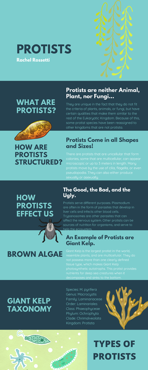 What Are Barnacles Discussion - Describe some general aspects of ...