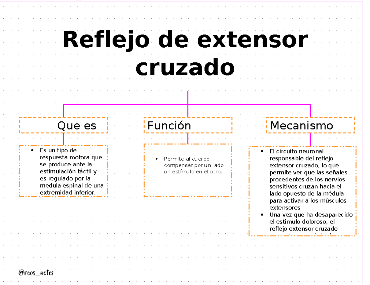 Reflejo de extensor - Reflejo de extensor cruzado Que es Función ...