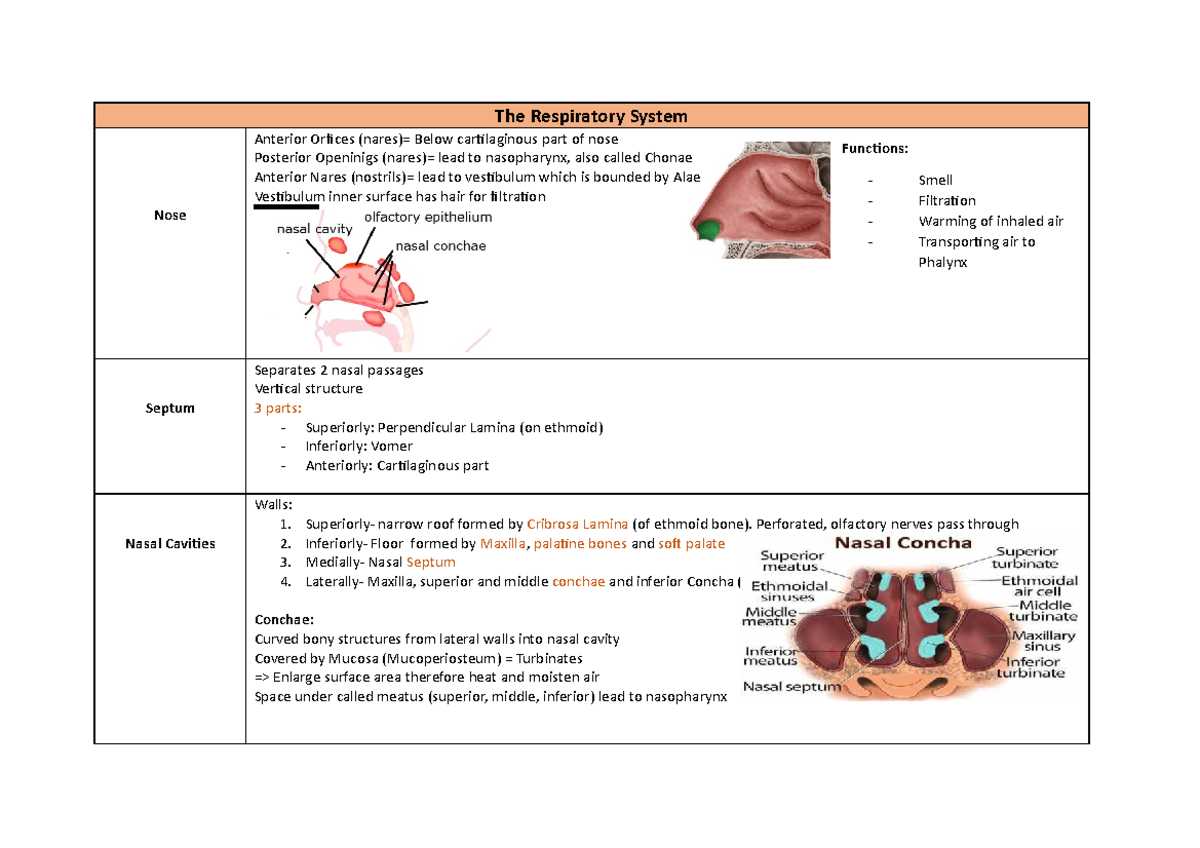 Respiratory System ANA 161 - The Respiratory System Nose Septum Nasal ...