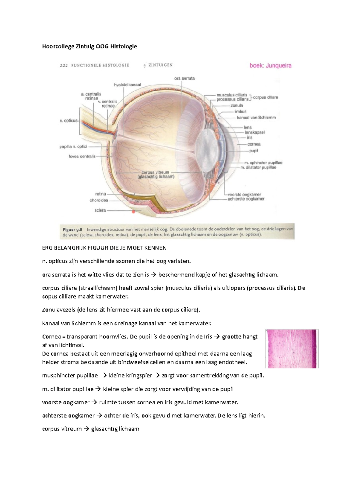 HC Histologie v.h. oog - Hoorcollege Zintuig OOG Histologie ERG ...