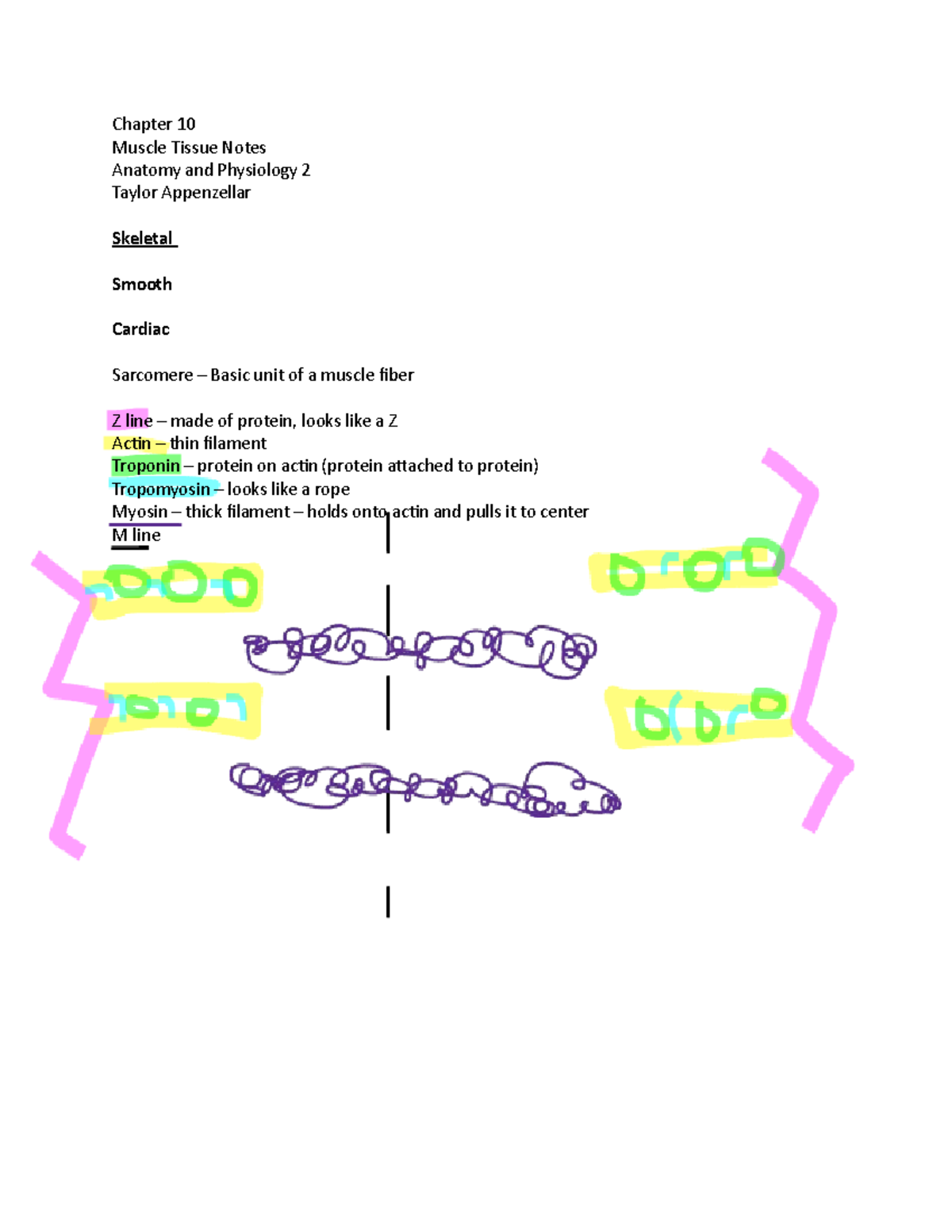 Muscle Tissue Notes - Chapter 10 Muscle Tissue Notes Anatomy and ...