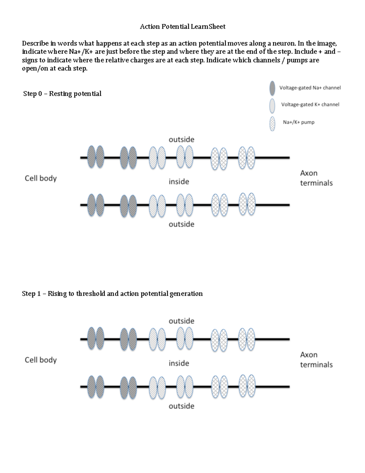Action Potiential - worksheet - Action Potential LearnSheet Describe in ...