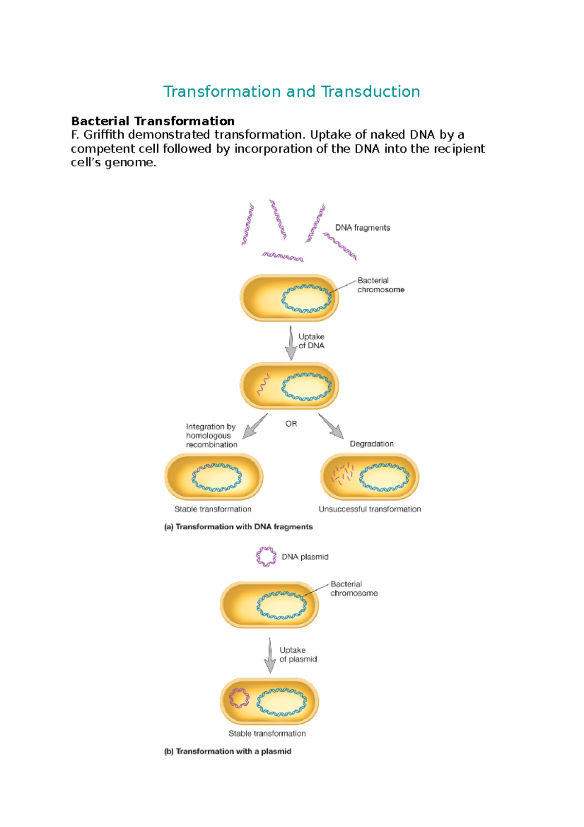 Week 8 Transformation and Transduction - Transformation and ...