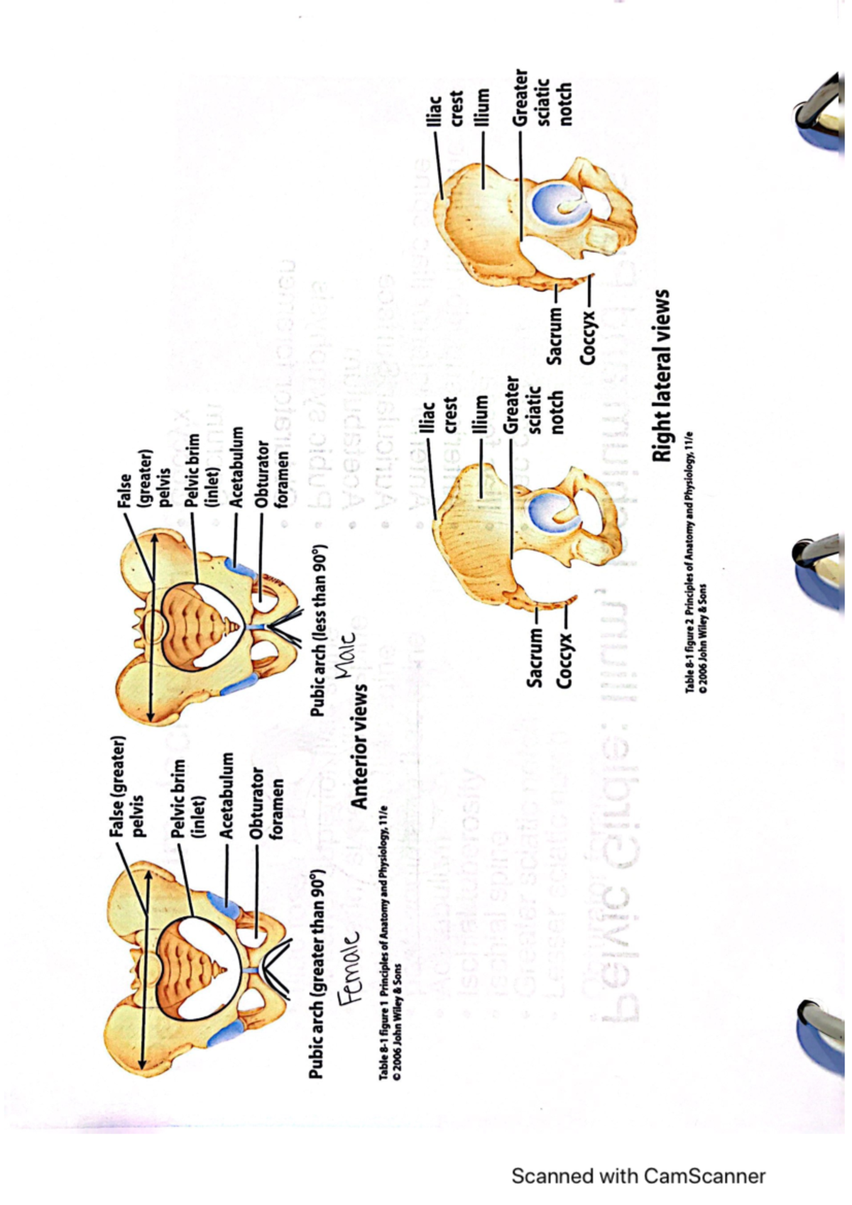 Appendicular Skeleton 2 - BIOL 141 - Studocu