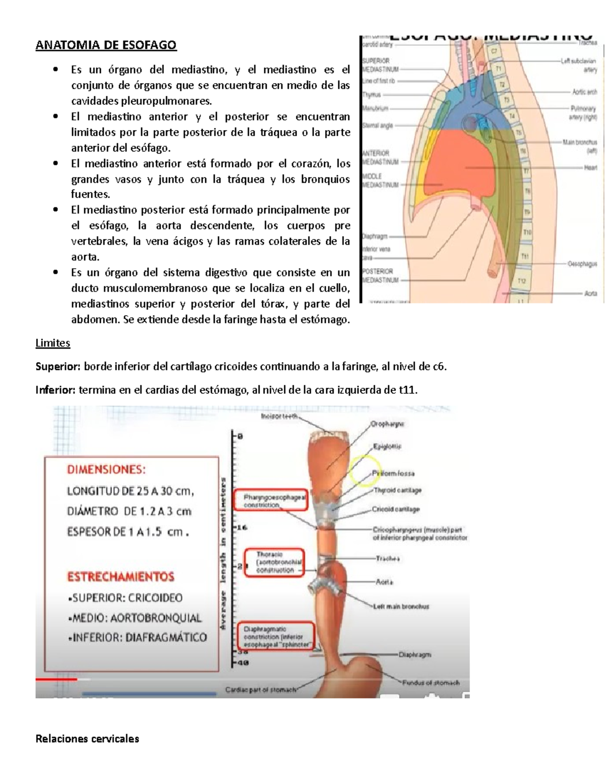 Anatomia DE Esofago - ANATOMIA DE ESOFAGO Es un órgano del mediastino ...