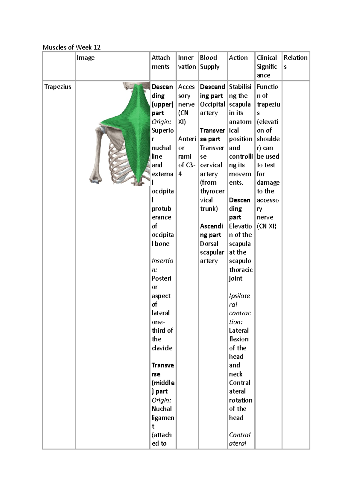 Muscles of Week 12 - Red words of dissection week 12 - Muscles of Week ...