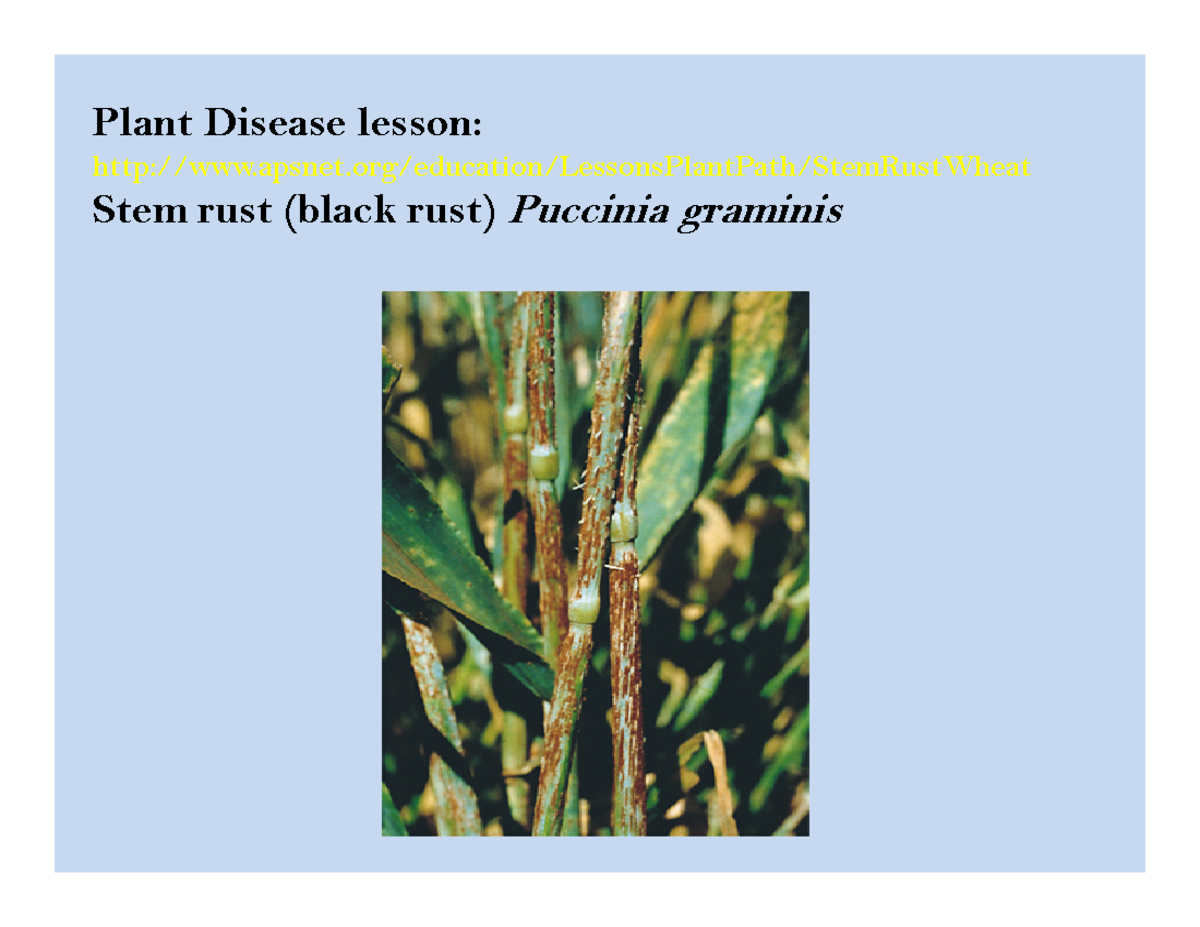 Basidiomycetes II Rust - Plant Disease lesson: ####### - Studocu