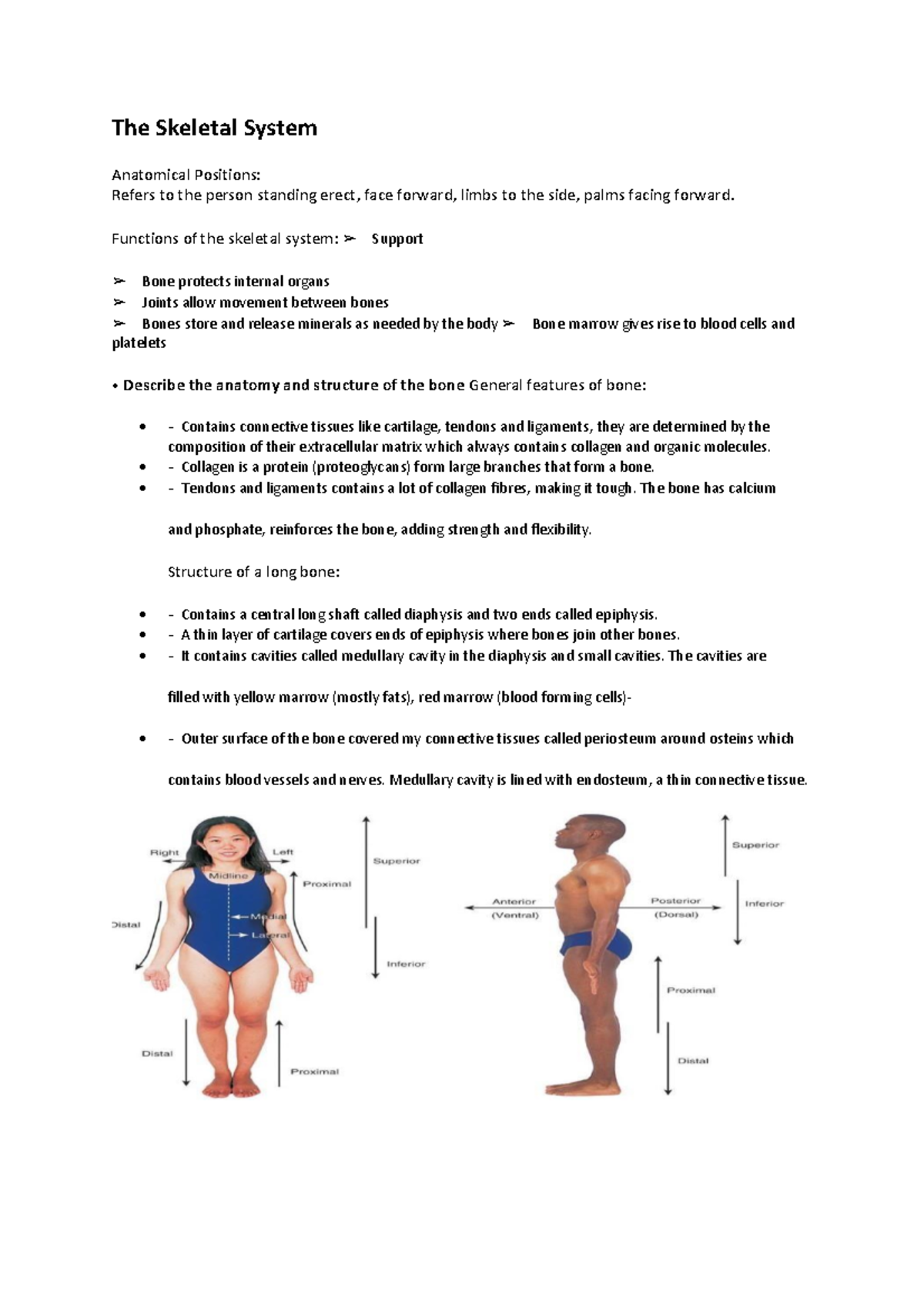The Skeletal System - Warning: TT: undefined function: 32 Warning: TT: undefined function: 32 ...