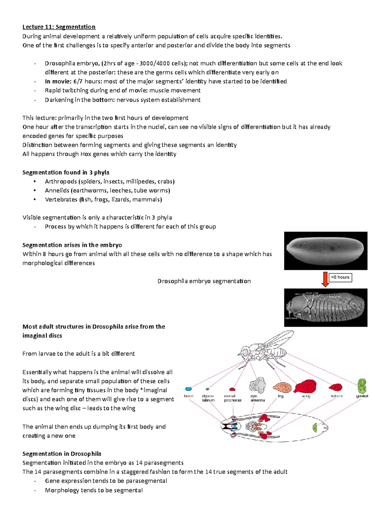 DB 11 - Lecture notes 11 - Lecture 11: Segmentation During animal ...