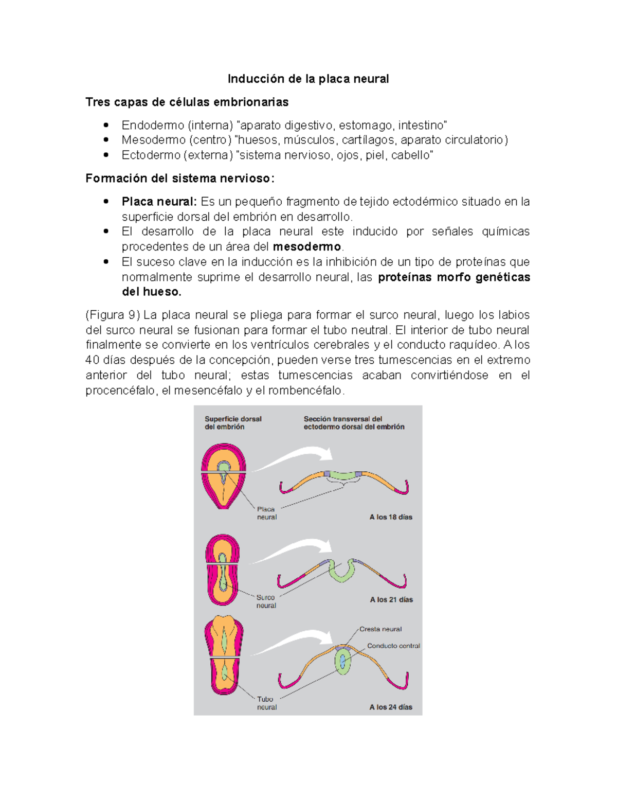 Resuemen del capitulo 9 induccion de la placa neural - Inducción de la ...